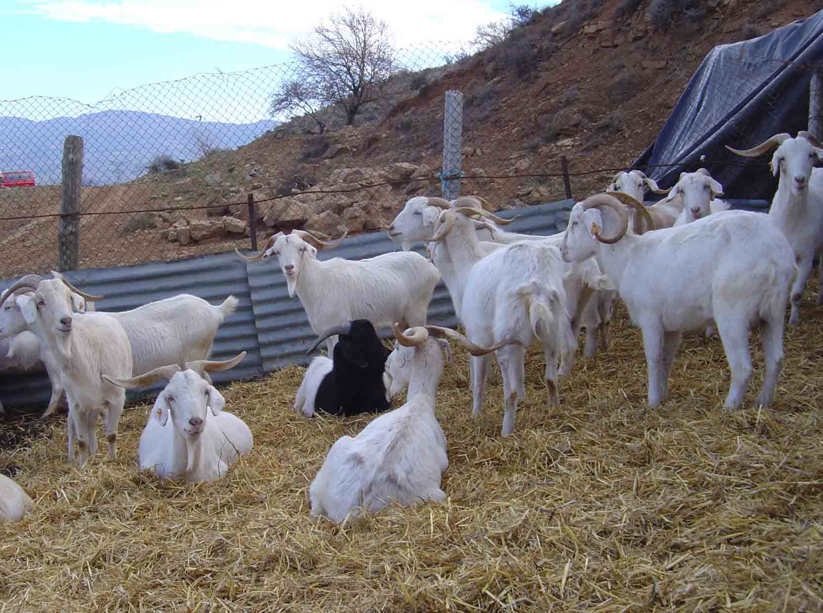 En Cataluña ya se está catalanizando también a cabras: nace «La Cabra ...